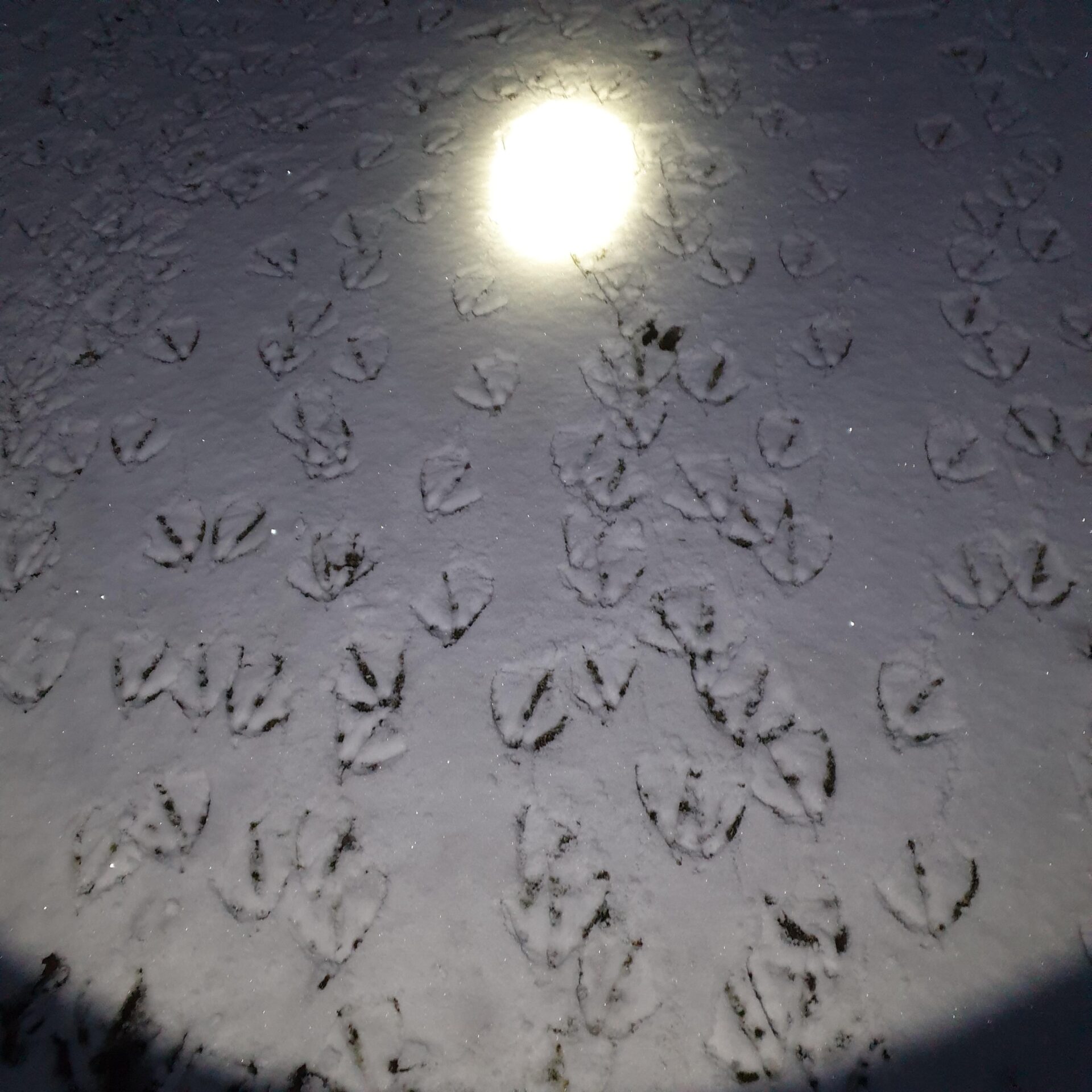 Pigeon or Swan what is the difference - Life Balance Studio